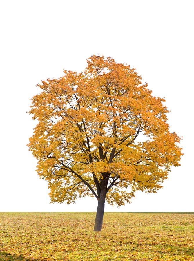 Maple Tree in Autumn stock photo. Image of setting, blue - 3277578