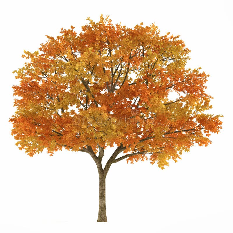 Autumn tree stock illustration. Illustration of rural - 36409270