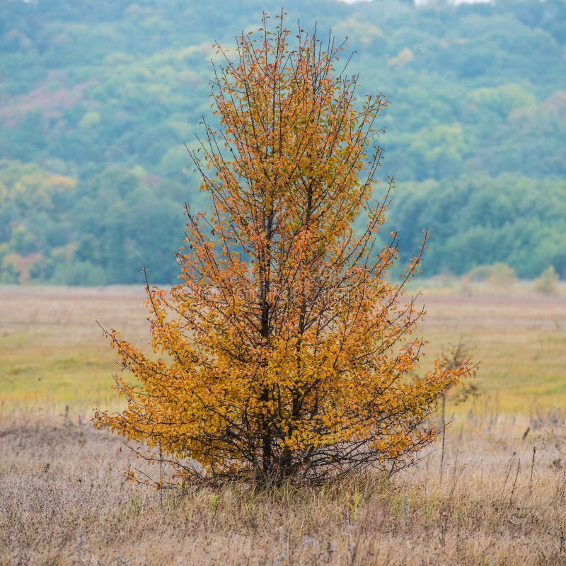 Autumn tree wild pear stock photo. Image of scenic, autumn - 84245954
