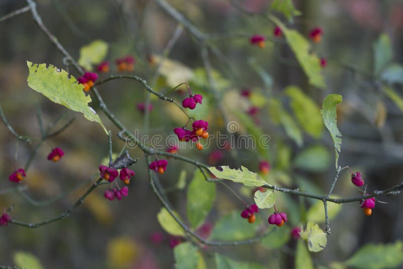 Autumn Tree with Wild Red Berries and Colorful Leaves. Selective Focus ...