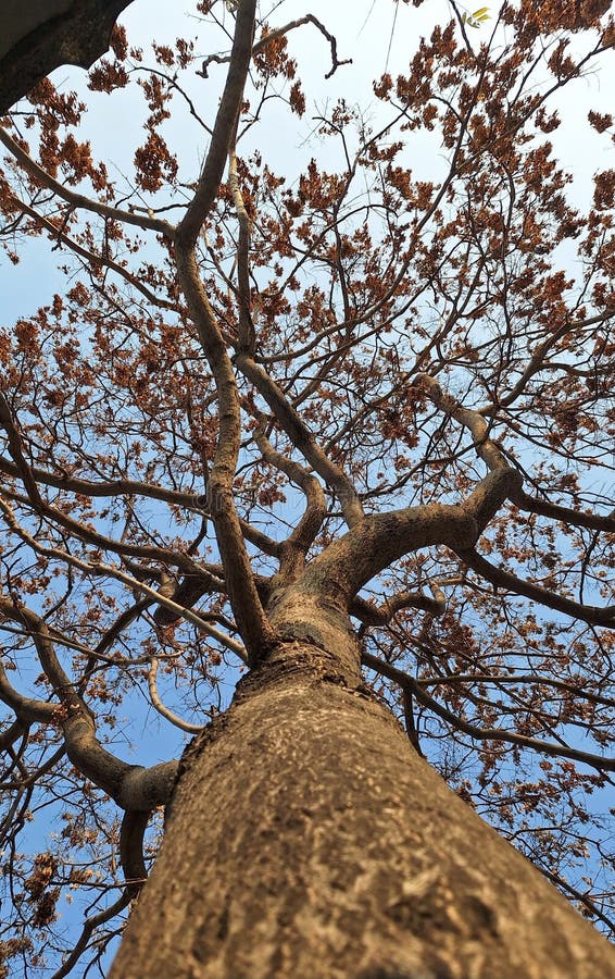 An Autumn Tree with Winding Branches Against a Blue Sky Stock Photo ...
