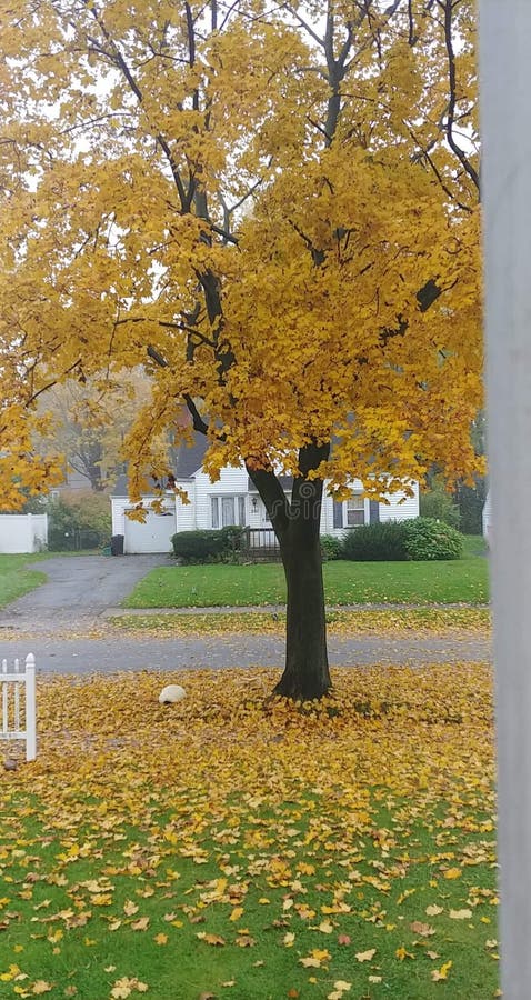 Autumn tree stock image. Image of autumn, tree, yellow - 130719355