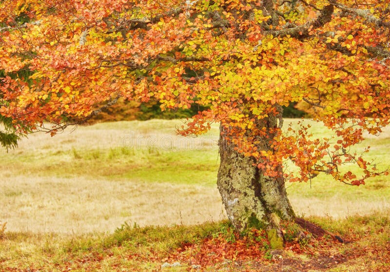 Autumn Tree with Yellow Fall Leaves Stock Image - Image of dramatic ...