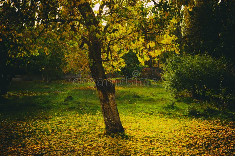 Autumn, a Tree with Yellow Falling Leaves Stock Image - Image of ...