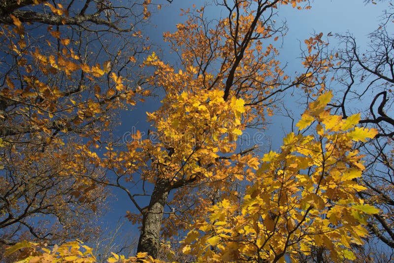 Autumn tree, yellow leaves stock image. Image of leaves - 61740683