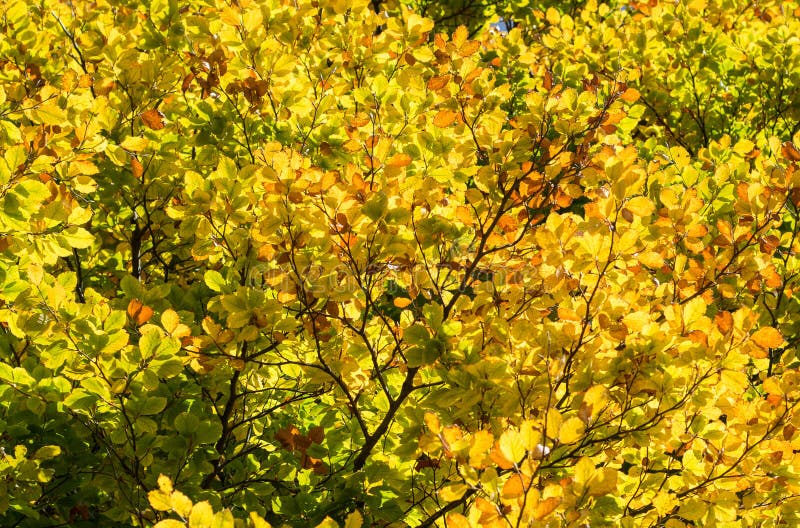 The Autumn. Tree with Yellow Leaves Stock Photo - Image of closeup ...