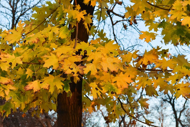 Autumn Tree with Yellow Leaves. Fall. Yellow Leaves on a Tree. Stock ...
