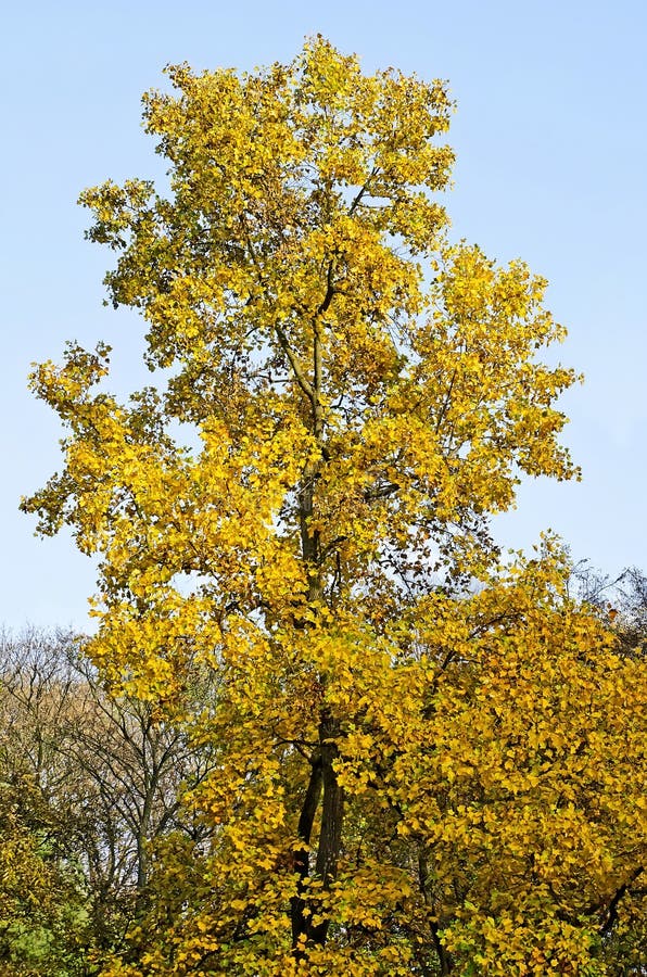 Autumn Tree with Yellow Leaves Stock Photo - Image of season, forest ...