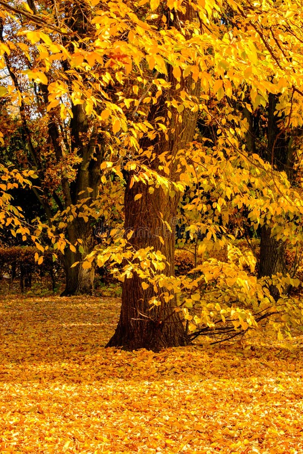 Autumn Tree with Yellow Leaves Stock Image - Image of germany, park ...