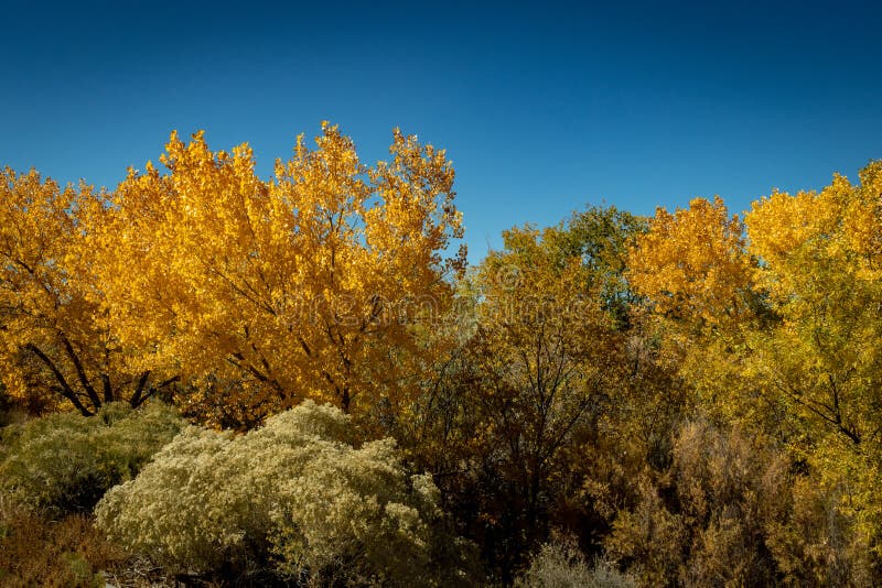 Autumn Treeline stock image. Image of scenic, brown - 233909139