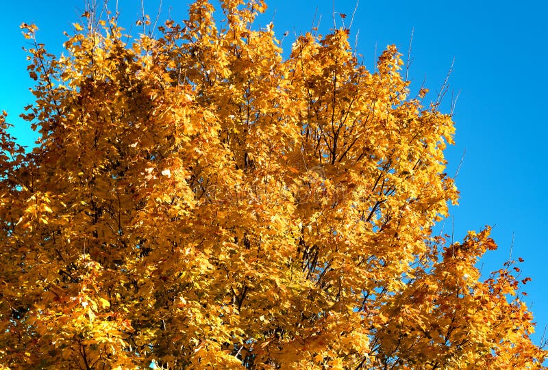 Autumn Treer with Orange Leaves. Autumn Background Stock Photo - Image ...
