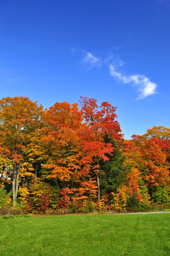 Autumn trees stock image. Image of seasonal, growth, blue - 3359691