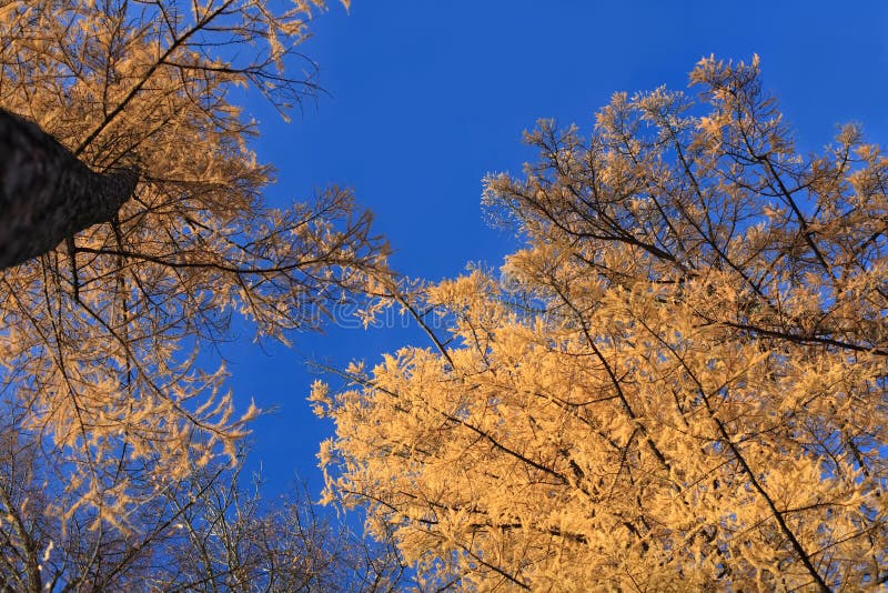 Autumn trees stock image. Image of colored, stem, outdoors - 11857521