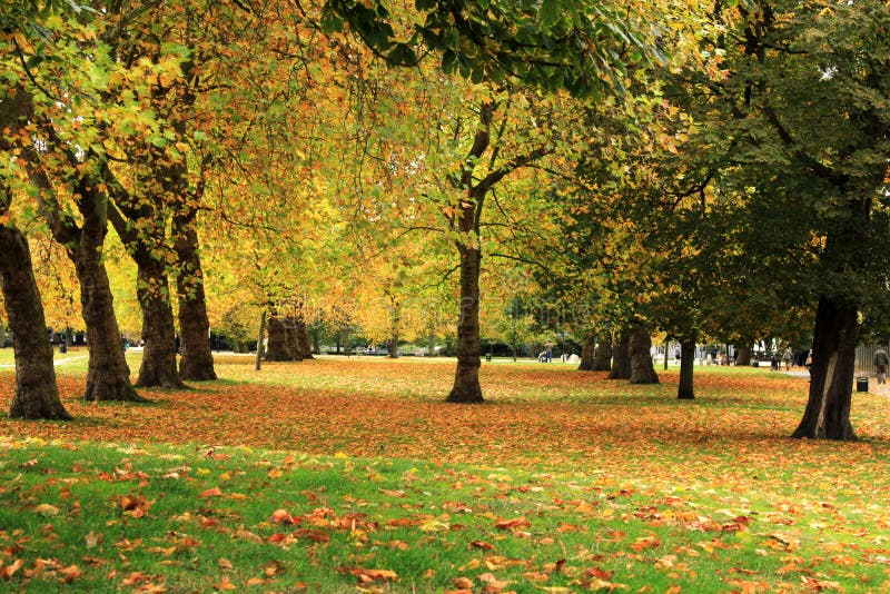 Autumn trees stock photo. Image of fallen, peaceful, nature - 12065246