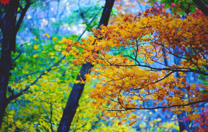 Autumn trees stock image. Image of decor, foliage, beauty - 21779929