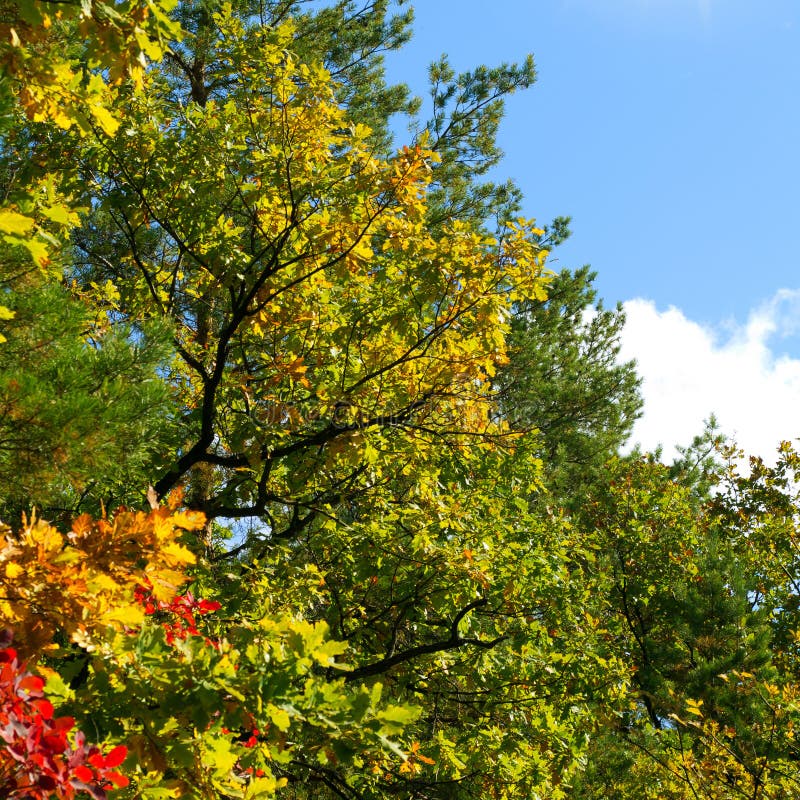 Autumn trees stock image. Image of maple, autumn, leaf - 26693903