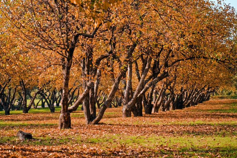 Autumn trees stock image. Image of season, line, deciduous - 3289229