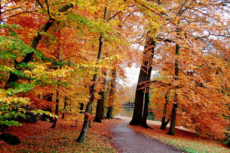 Autumn trees stock photo. Image of trees, flora, november - 3545678