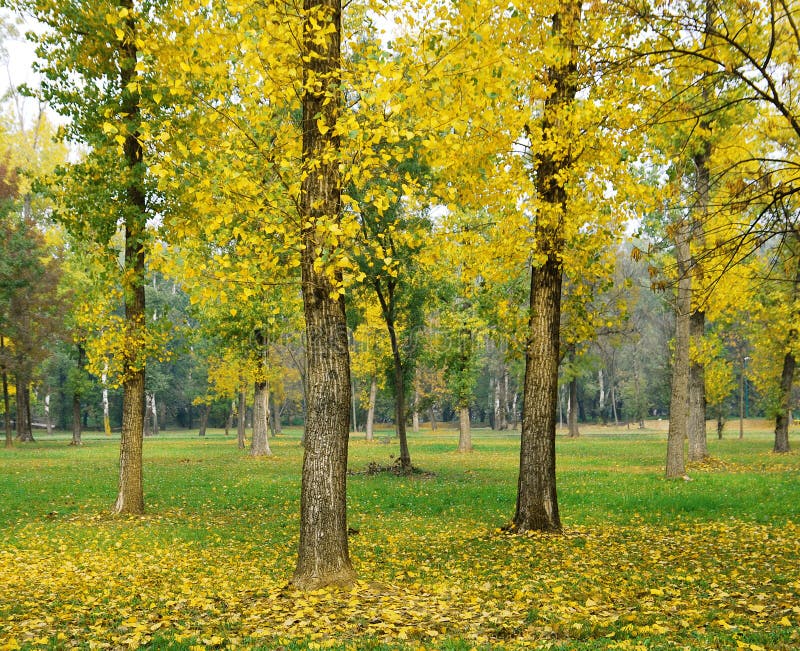 Row of Colorful Spring Trees Stock Image - Image of lining, leafy: 14298047