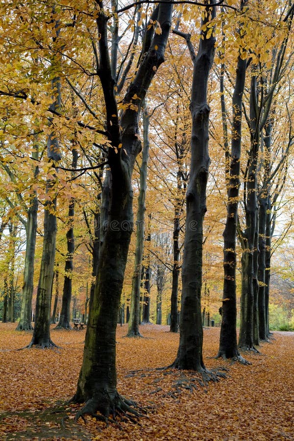 Mixed forest in autumn stock photo. Image of scenery - 16782440