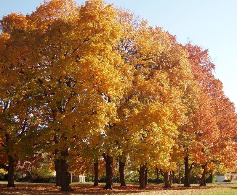 Autumn Trees stock image. Image of brown, seasons, orange - 6015223