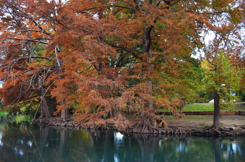 Autumn Trees Along River Bank Stock Photo - Image of texas, colorful ...