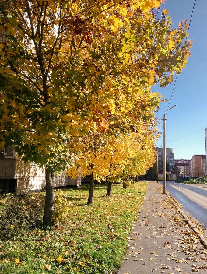 Autumn Trees Along the Sidewalk. Stock Photo - Image of wood, view ...