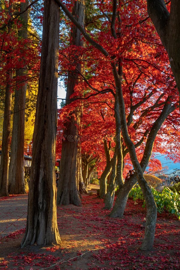 Autumn Trees Red Leaves in Japan Stock Photo - Image of dark, leaves ...