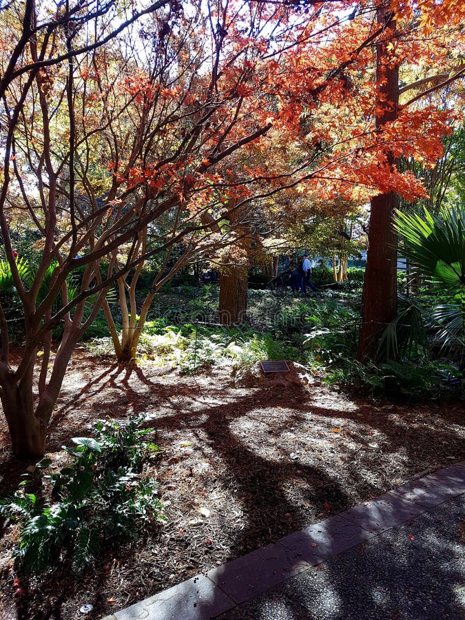 Autumn trees stock photo. Image of branch, path, tropical - 192021500