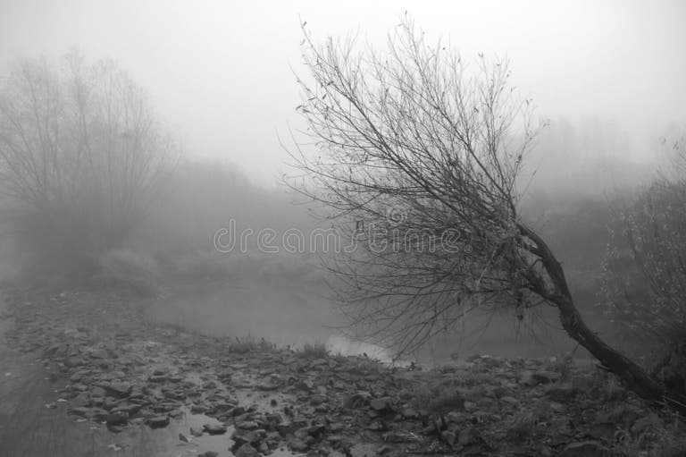 Autumn trees in b&w stock photo. Image of foggy, misery - 7489874