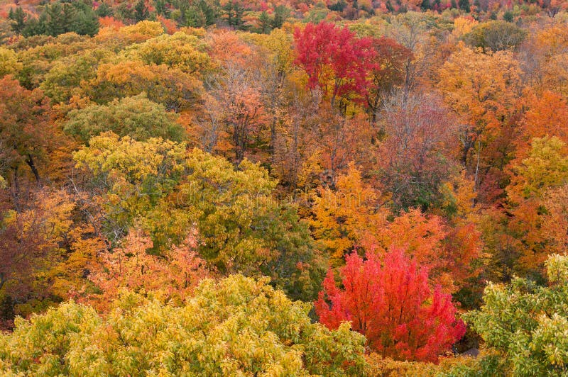 Fall Color stock image. Image of canada, trees, colorful - 16340639