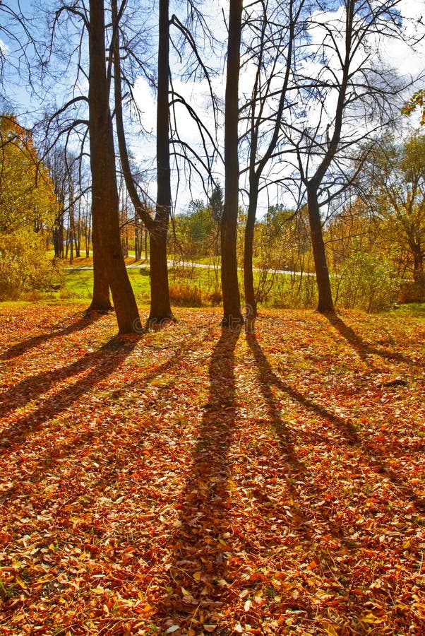 Autumn trees Backlit stock image. Image of abstract, nature - 10564595