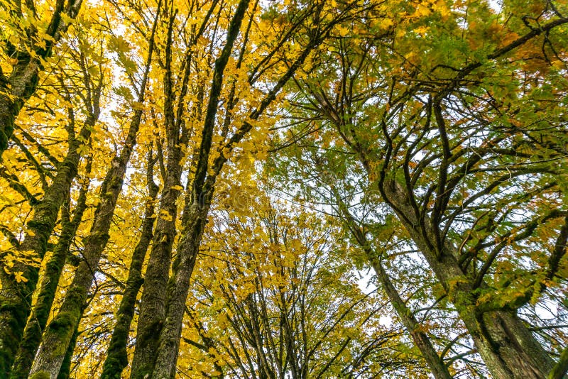 Autumn Trees from Below stock image. Image of fall, nature - 168114413
