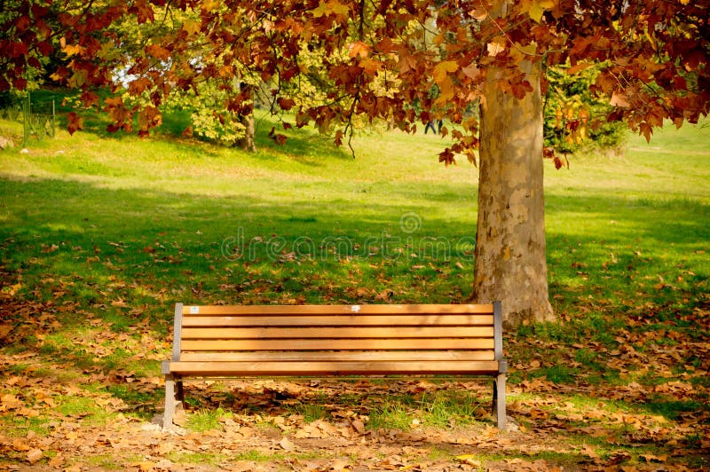 Autumn Trees Bench stock photo. Image of serenity, green - 22215950