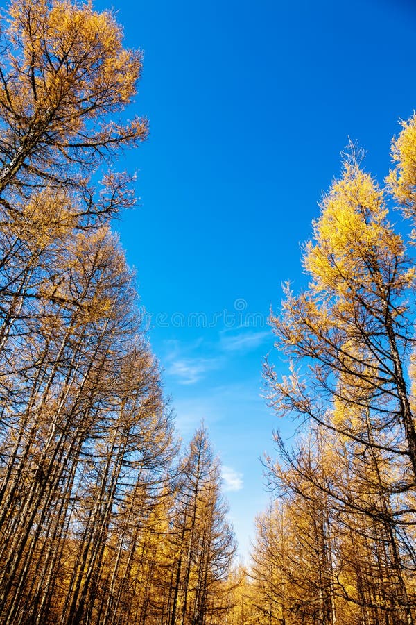 Autumn trees stock image. Image of fall, gold, beautiful - 45372717