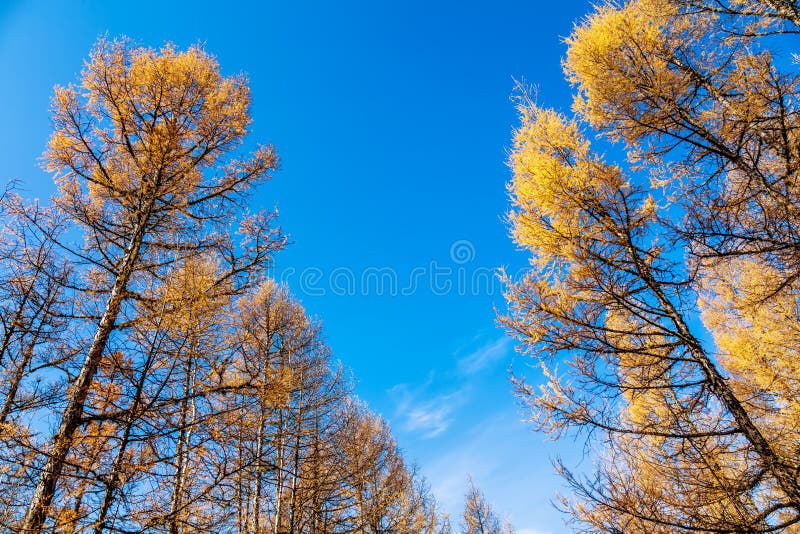 Autumn trees stock image. Image of background, landscape - 45372719
