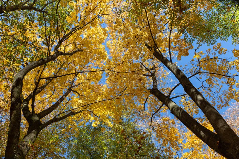 Autumn trees and blue sky stock image. Image of leaves - 131254609