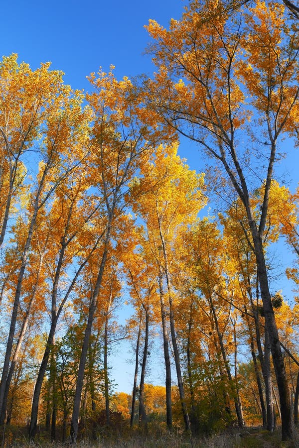 Autumn trees and blue sky stock photo. Image of green - 35189268