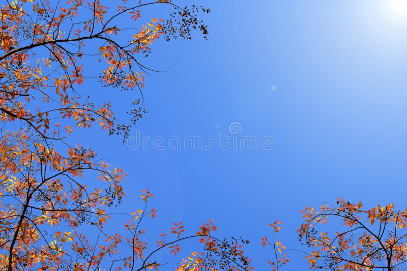 Autumn trees stock image. Image of prospect, perspective - 39347109