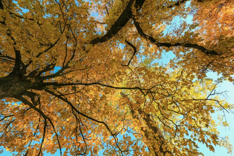 Autumn Trees on the Blue Sky Background Stock Image - Image of ...