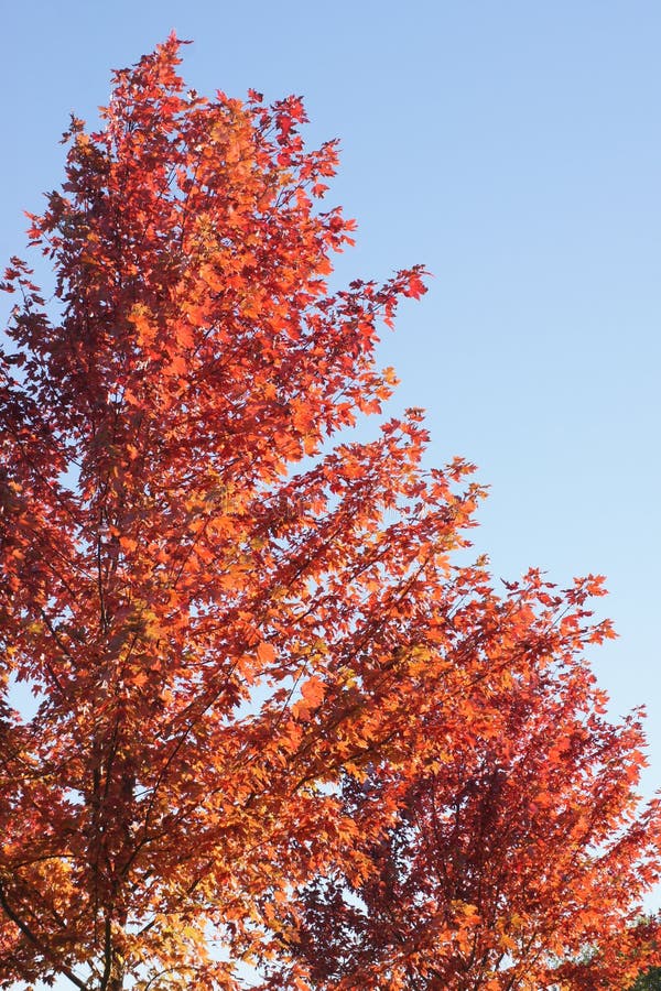Autumn trees, blue sky. stock image. Image of leaves - 46396881