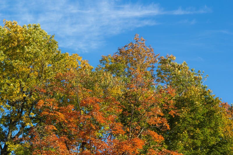 Autumn trees and blue sky stock photo. Image of beauty - 45690376