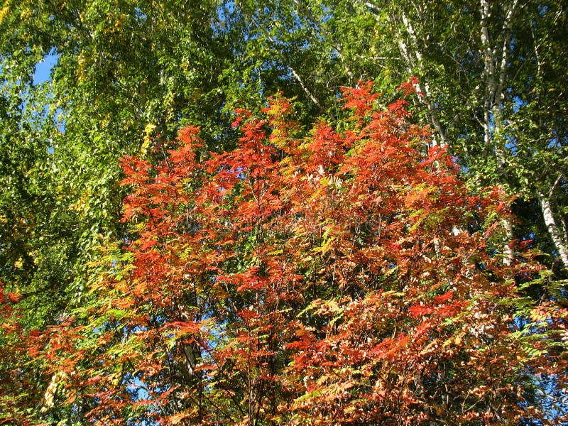 Autumn trees and blue sky stock photo. Image of leaf - 31206404