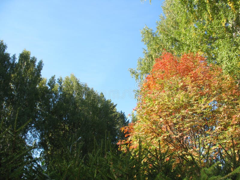 Autumn trees and blue sky stock photo. Image of yellow - 31206444