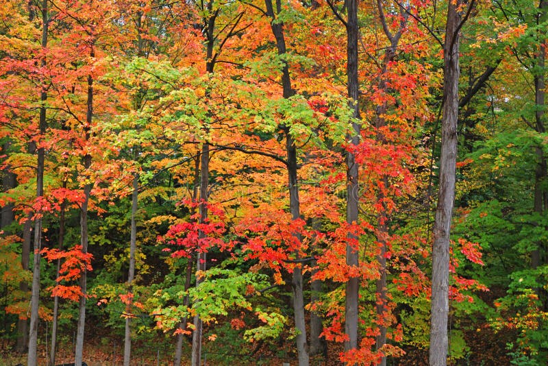 Autumn trees stock photo. Image of sunny, scene, mountain - 59240682