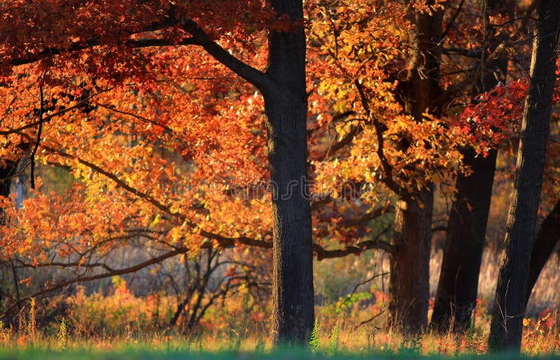 Autumn trees stock image. Image of meadow, landscape - 77308385