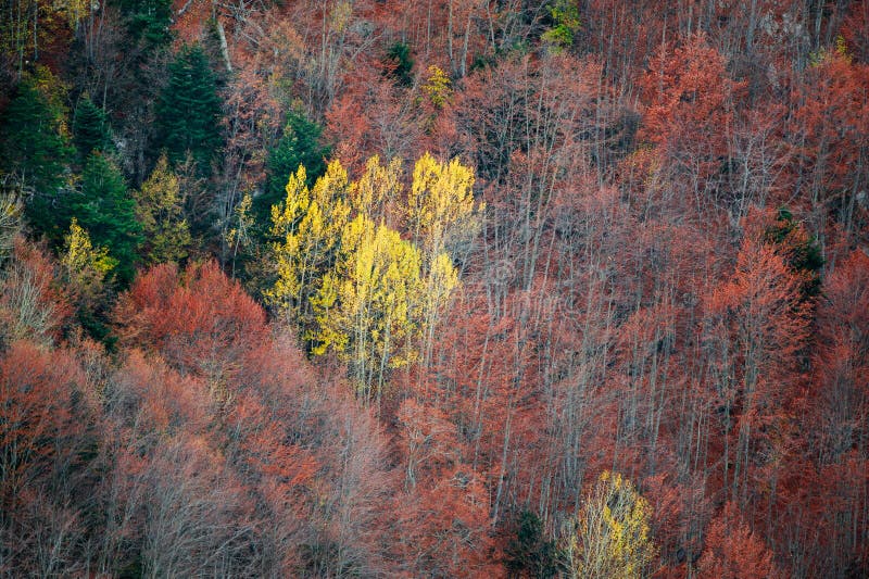 Autumn trees stock image. Image of forest, autumn, beauty - 35281561