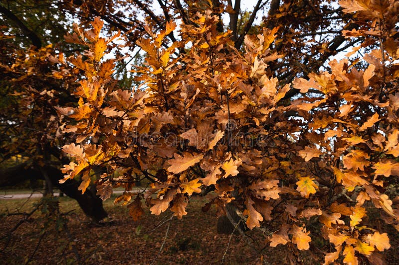 Autumn Trees with Brown Leaves Nature October Stock Photo - Image of ...