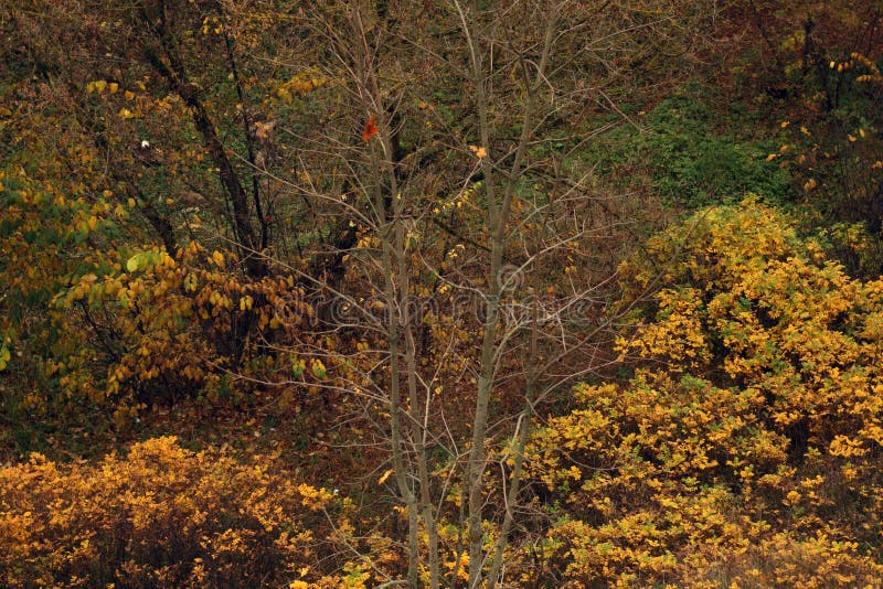 Autumn Trees and Bushes in Forest Stock Image - Image of beautiful ...