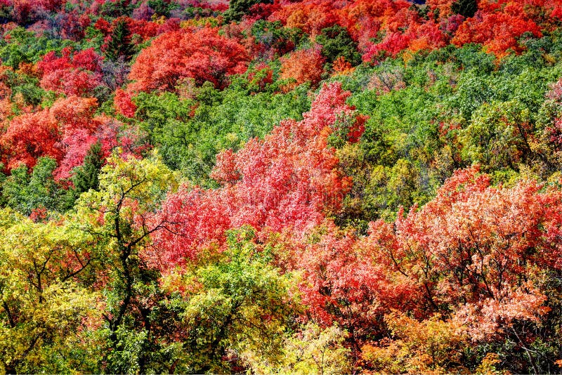 Autumn Trees Central California Stock Photo - Image of nature ...